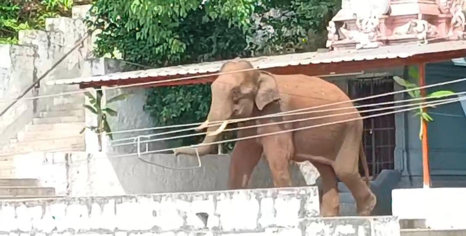 Elephant scare at many temples in Coimbatore, Erode