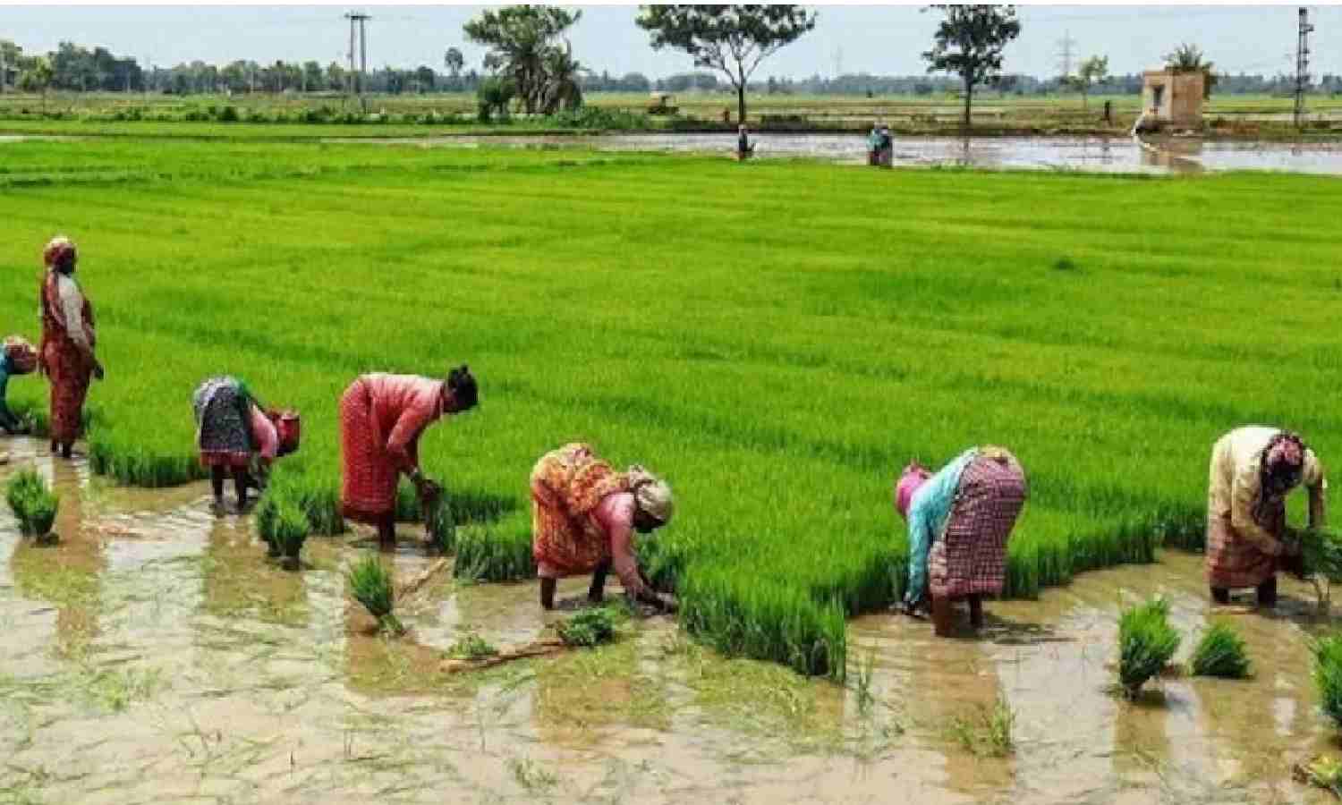 Kuruvai cultivation begins expecting timely water release
