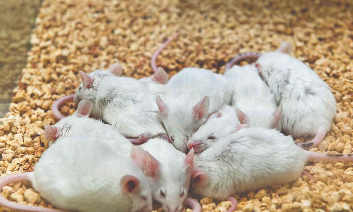 Ultrasound pulses send mice into a hibernation-like state