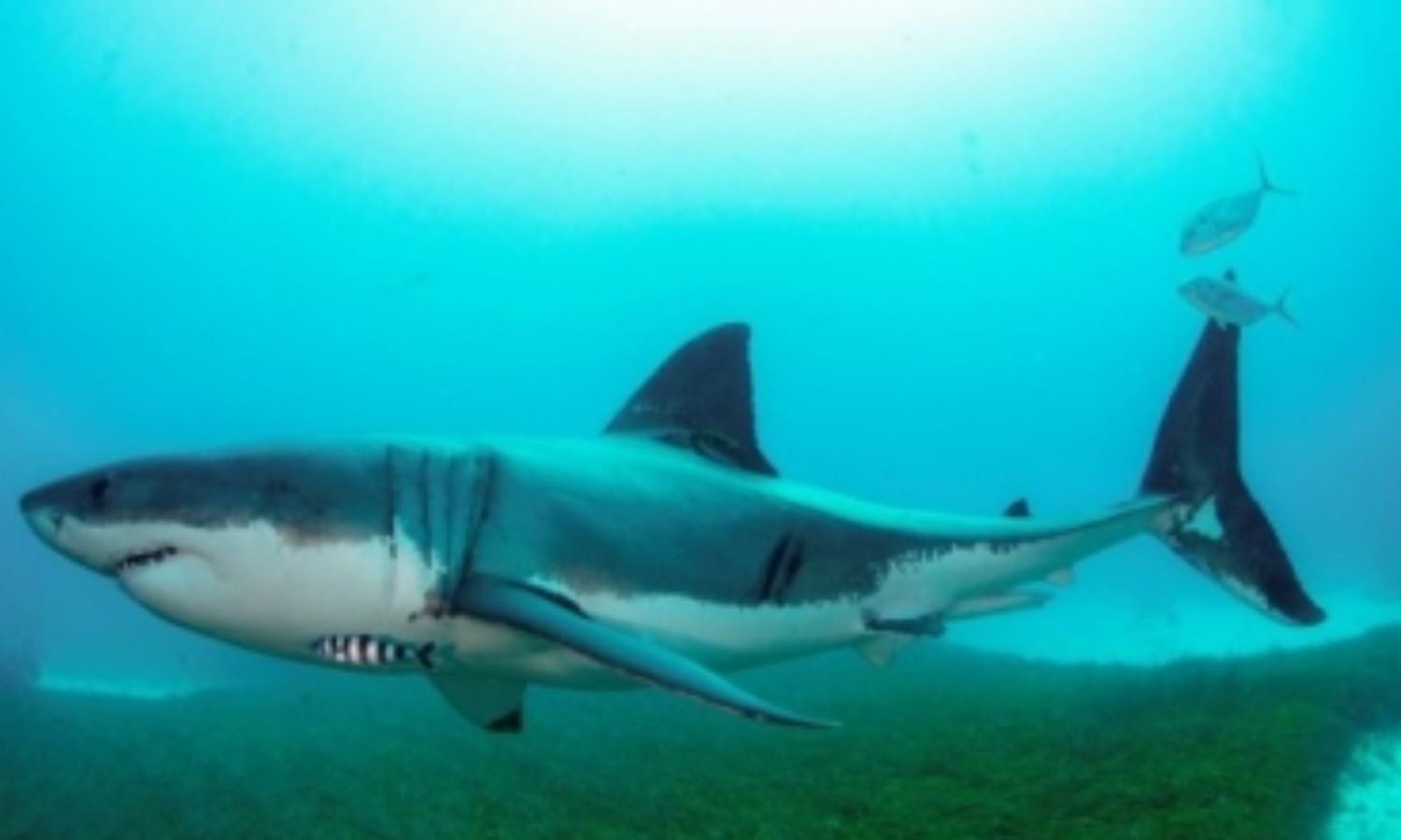 Russian tourist killed in shark attack in Egypt