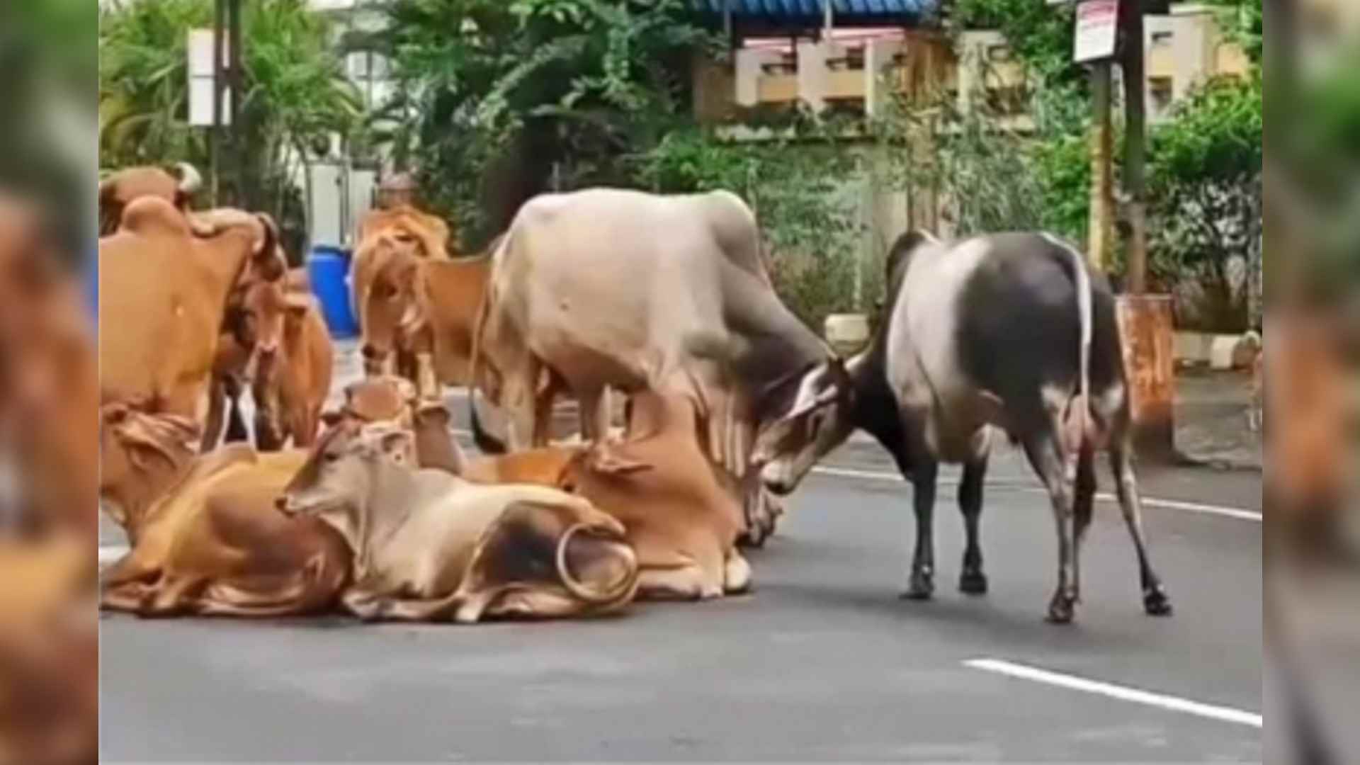 TN to launch 250 mobile veterinary units soon