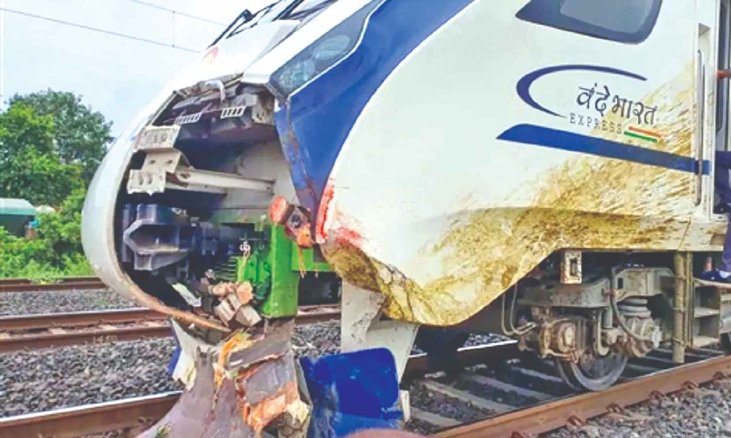 VB Express to get nose job to ‘save face’ over cattle collision