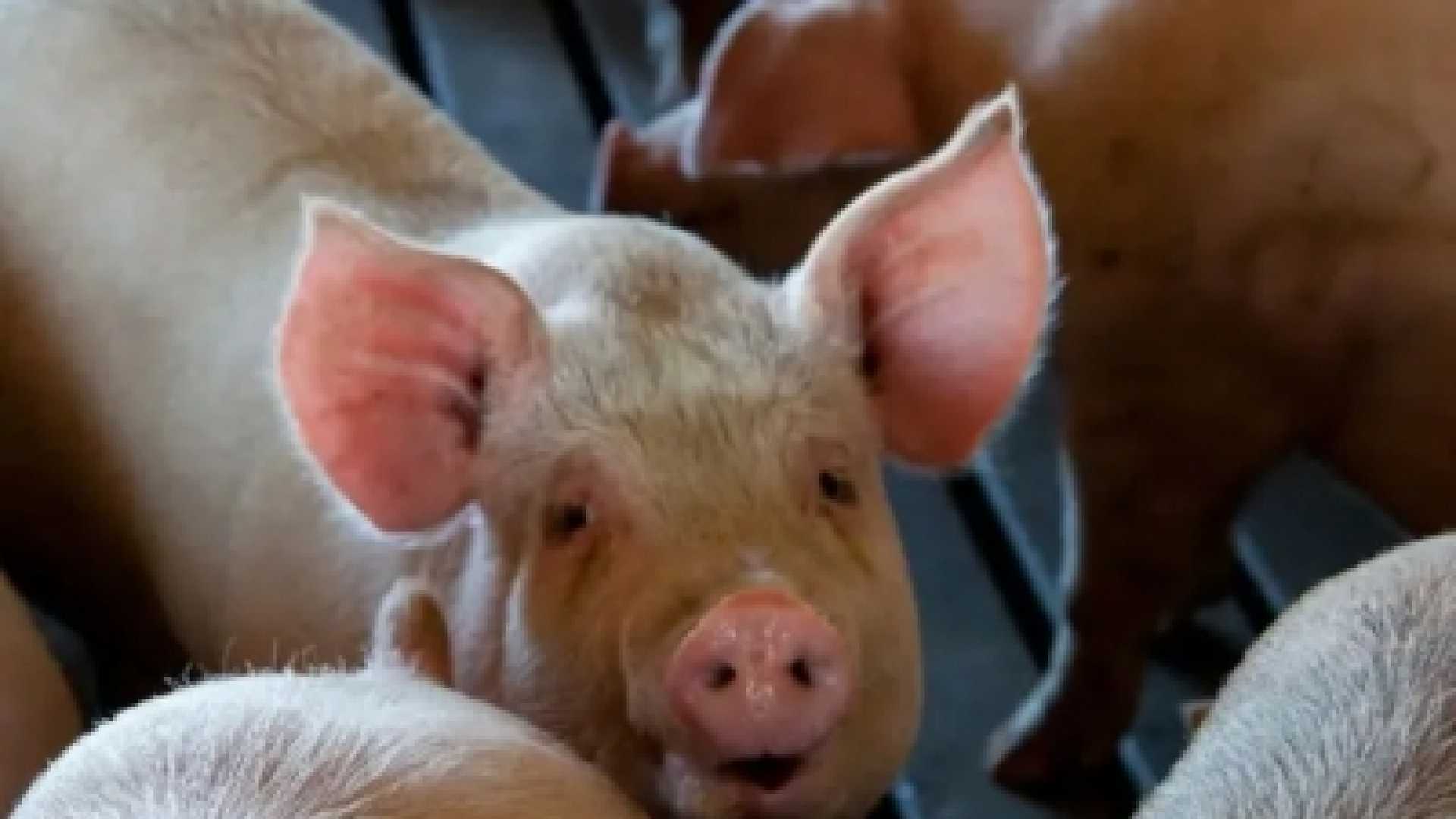 Swine flu strain passed from humans to swine 400x since 2009: Study