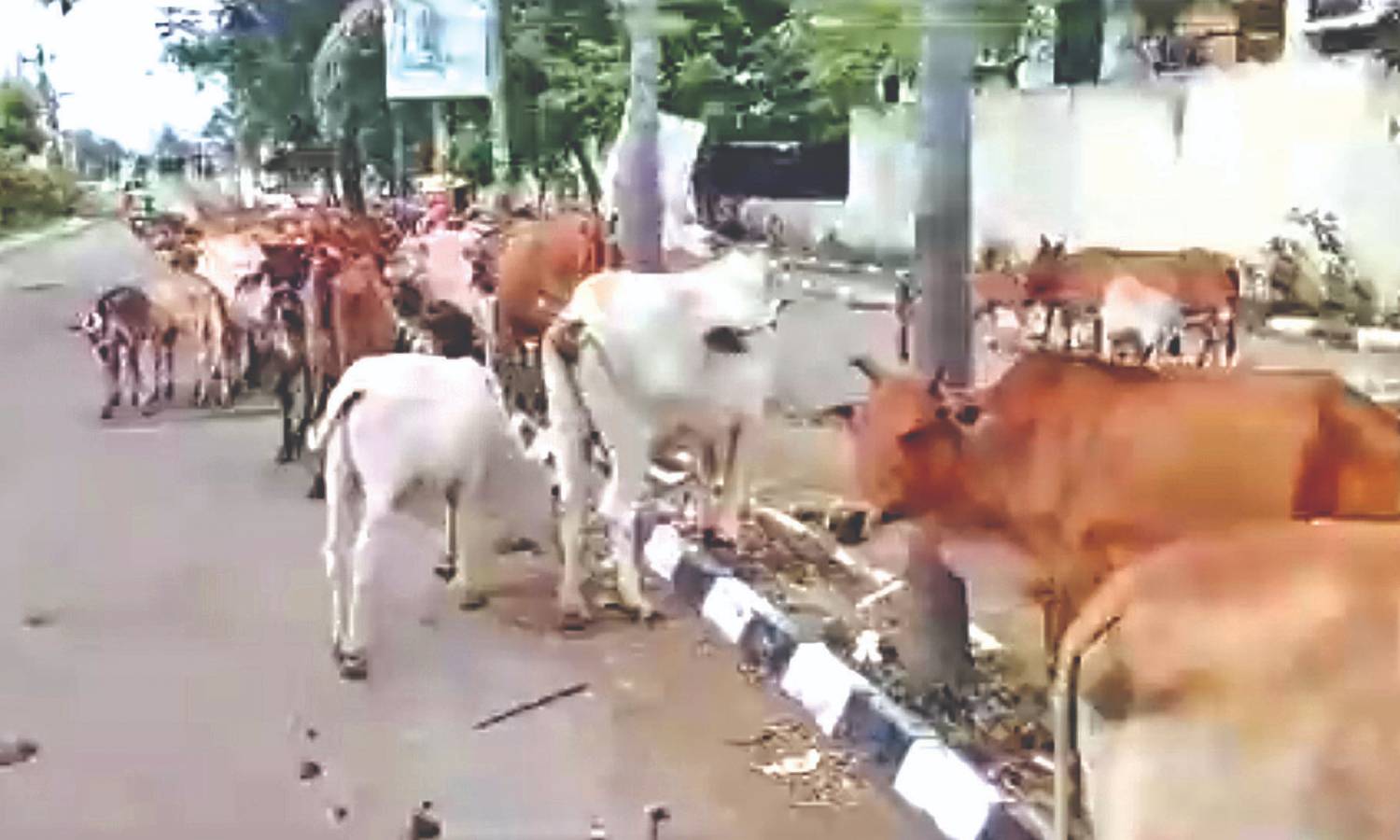 Cattle attack: Cow attacks senior citizen at Triplicane
