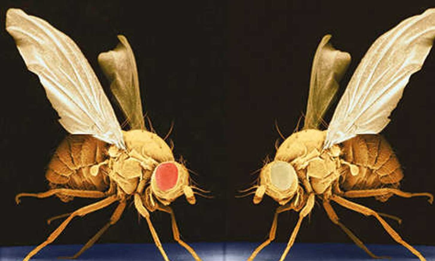 Researchers find method of transforming flies into degradable plastics