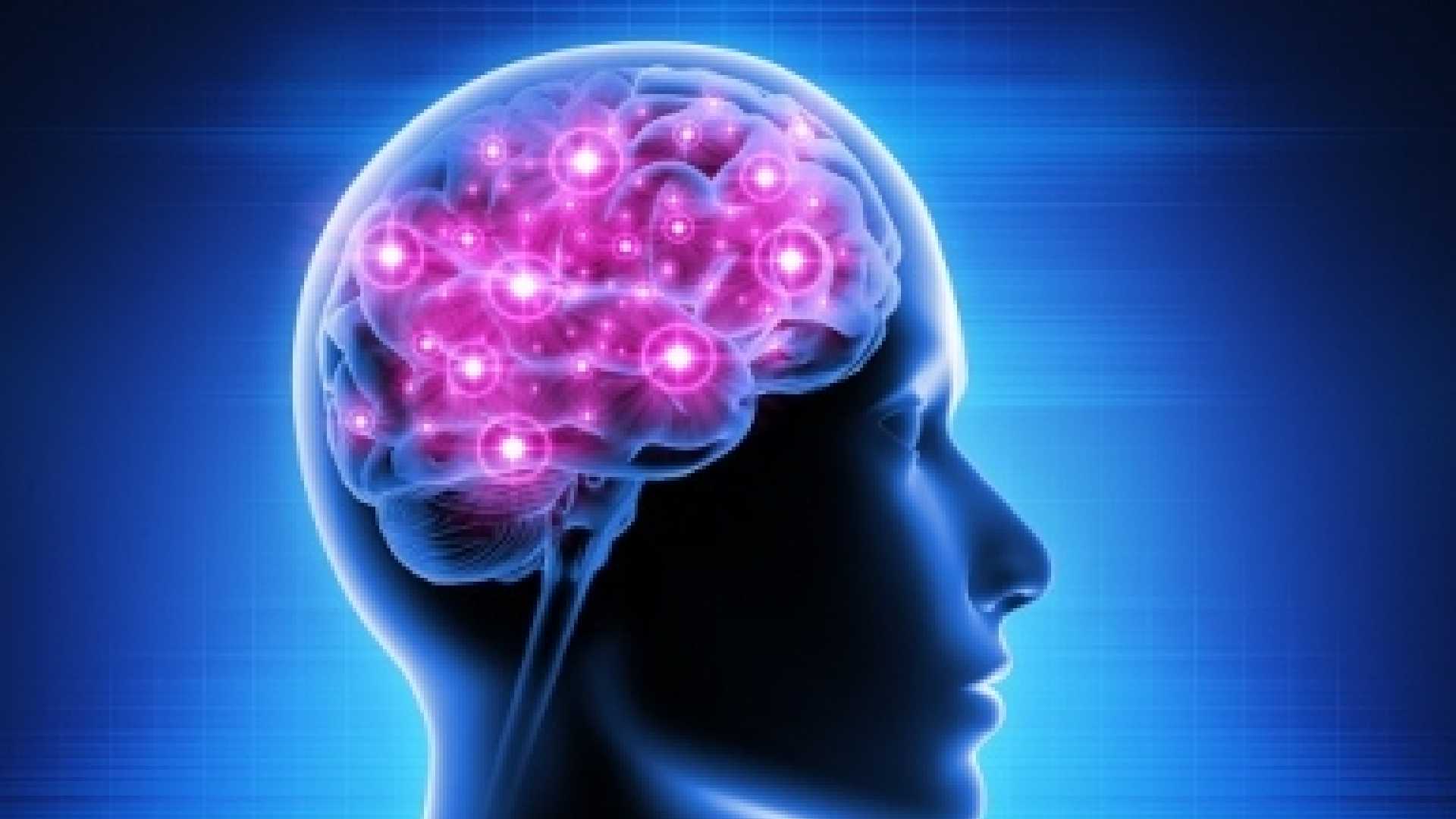 'Sugars affect brain 'plasticity' assisting with learning, memory ...