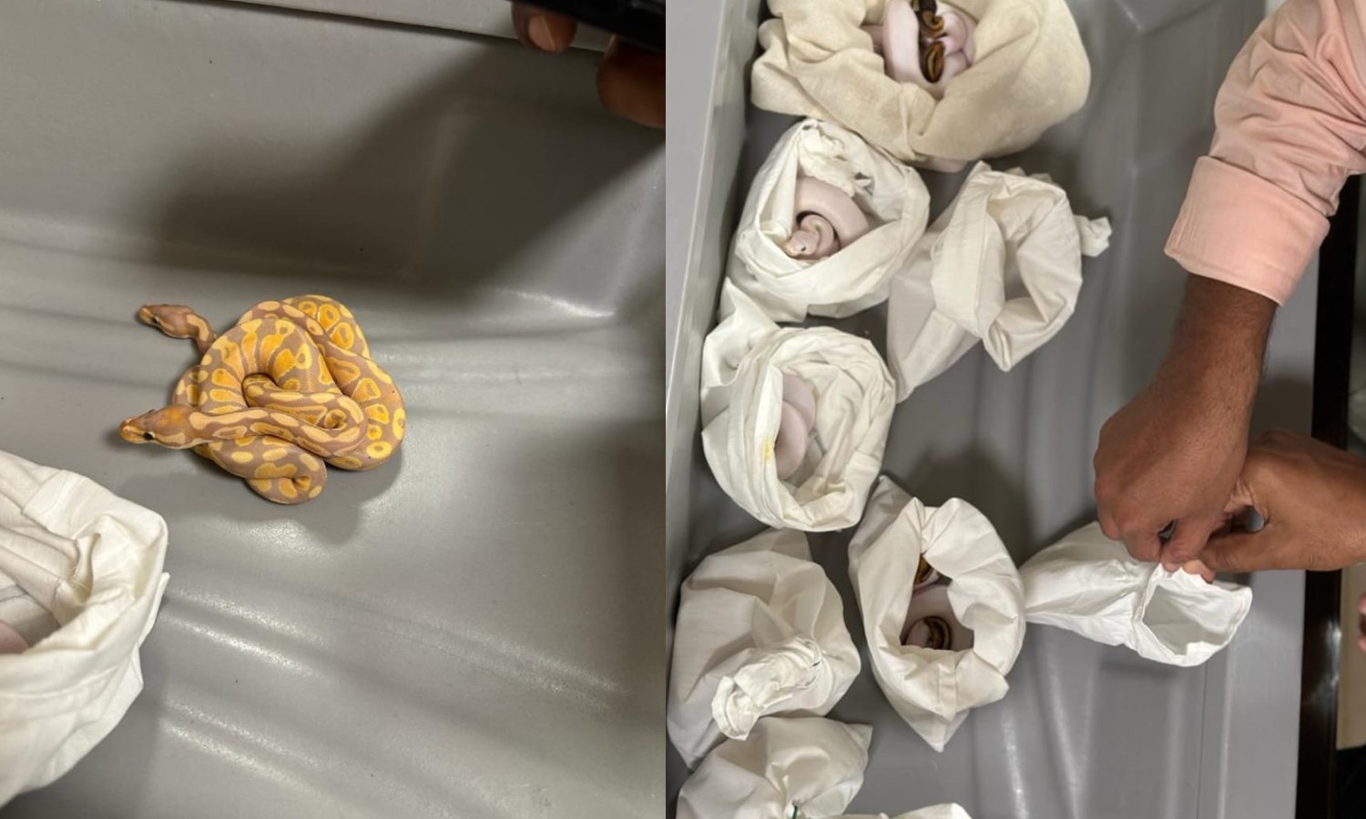 Customs officials seized ball pythons, African squirrel smuggled from ...
