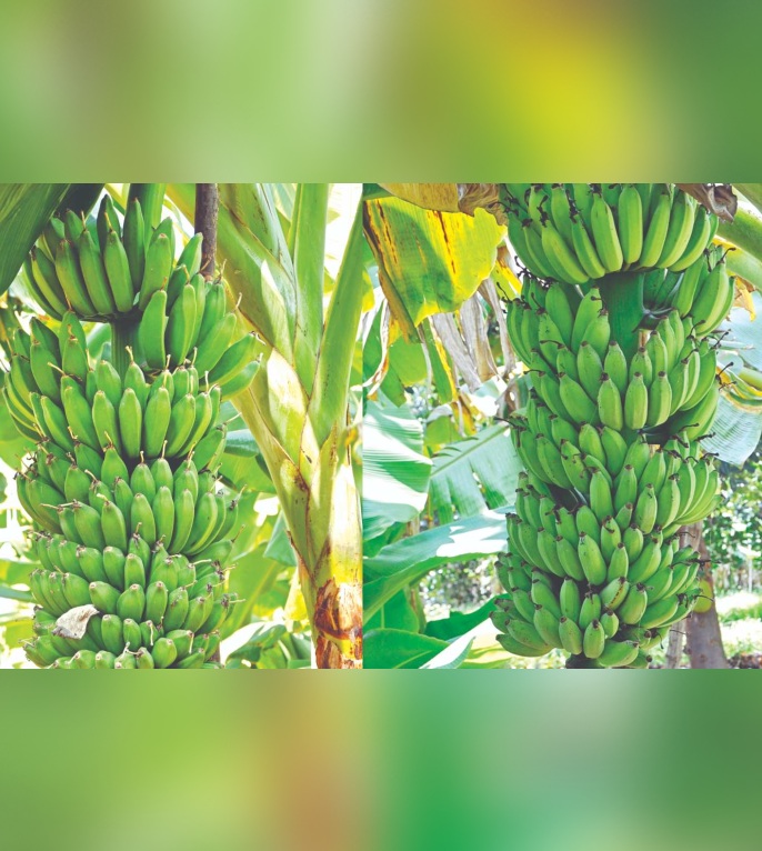 Banana waste business ideas will empower rural women: NRCB director