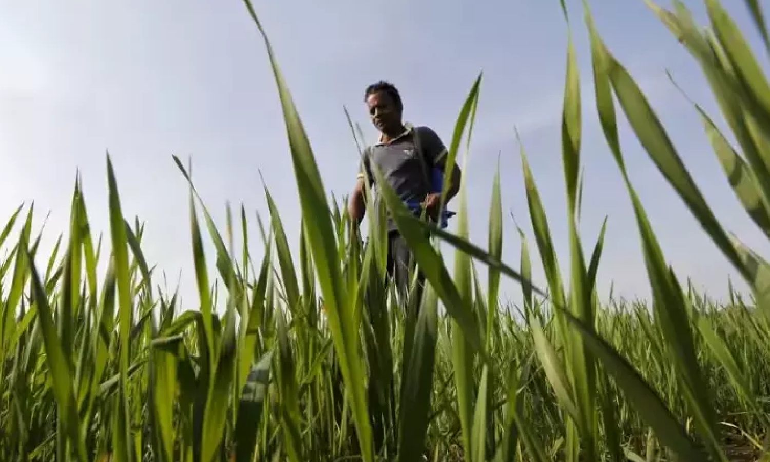 GTRI: Desist opening agri biz to ensure food security