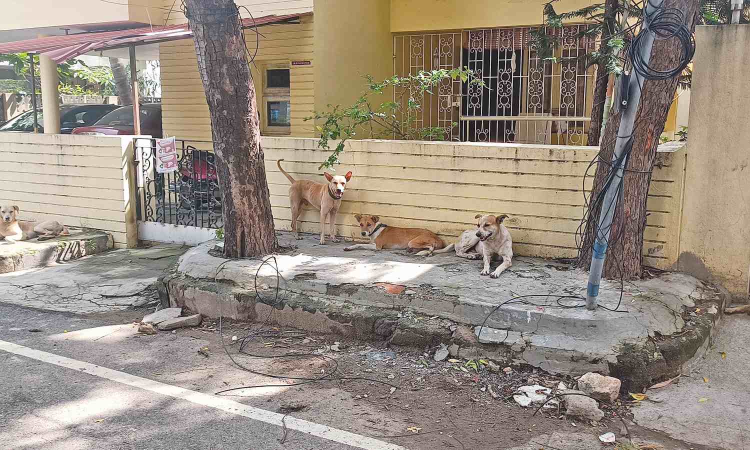 Stray dog menace in Anna Nagar East keeps residents inside homes