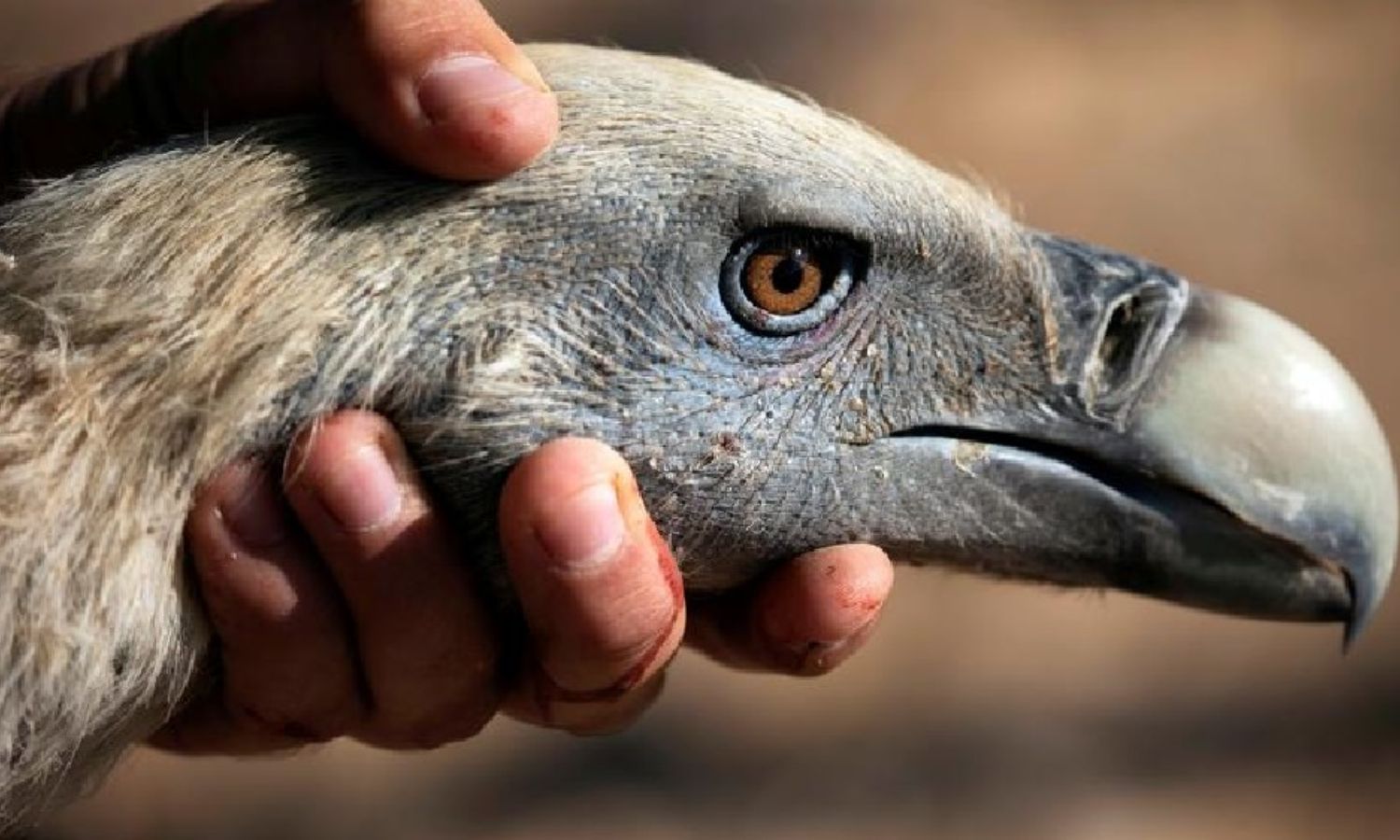 Madras HC seeks Union & state governments response to safeguard vultures