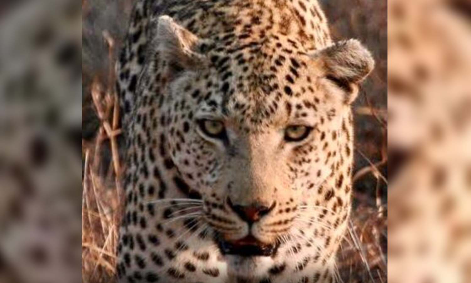 Second leopard spotted in Kerala's Ponmudi hill station