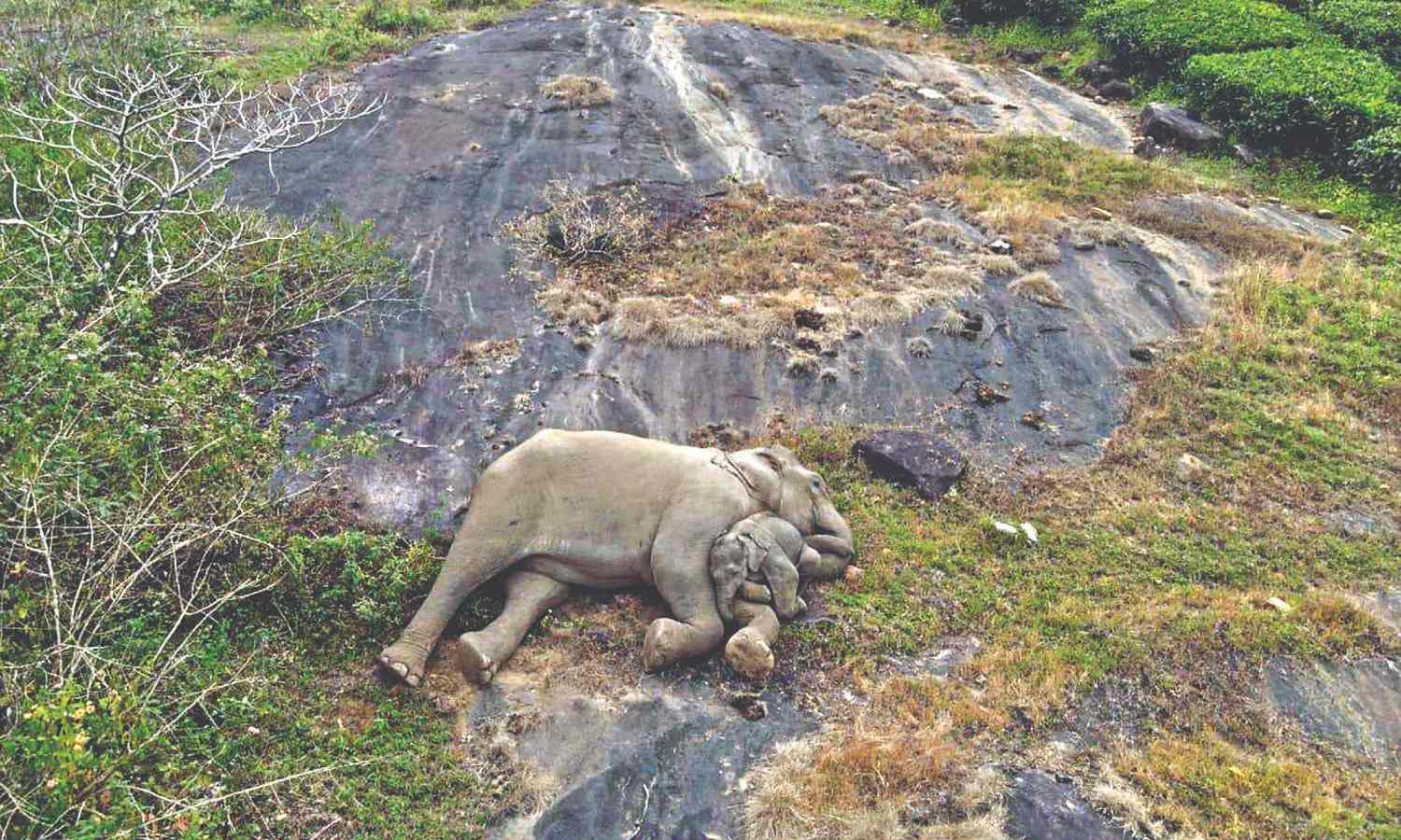 Elephant calf dies in suspected leopard attack