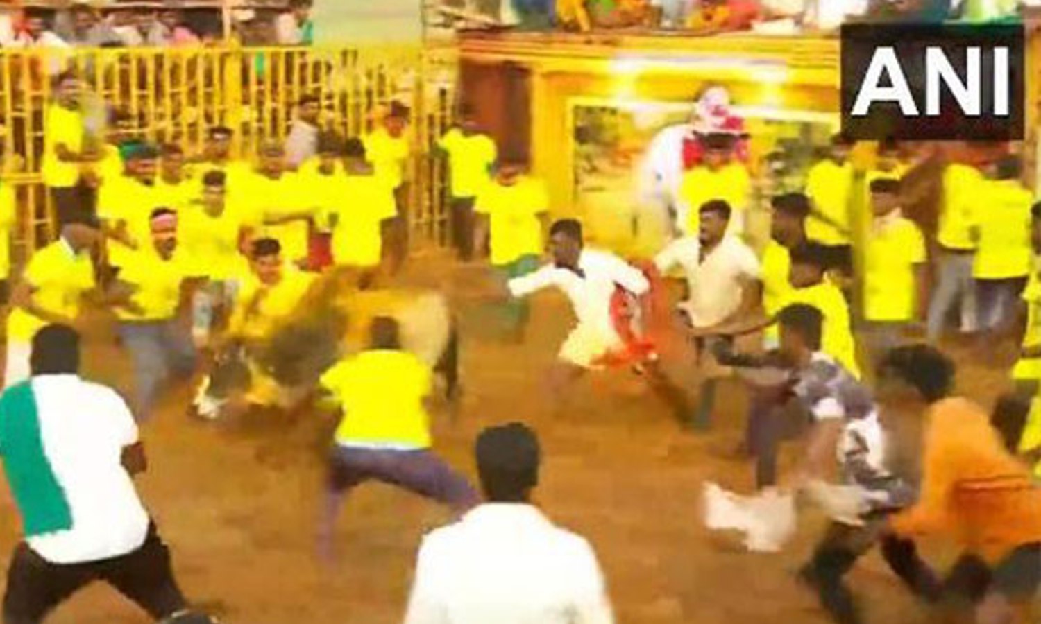 Jallikattu commences at Periya Suriyur village in Tiruchy