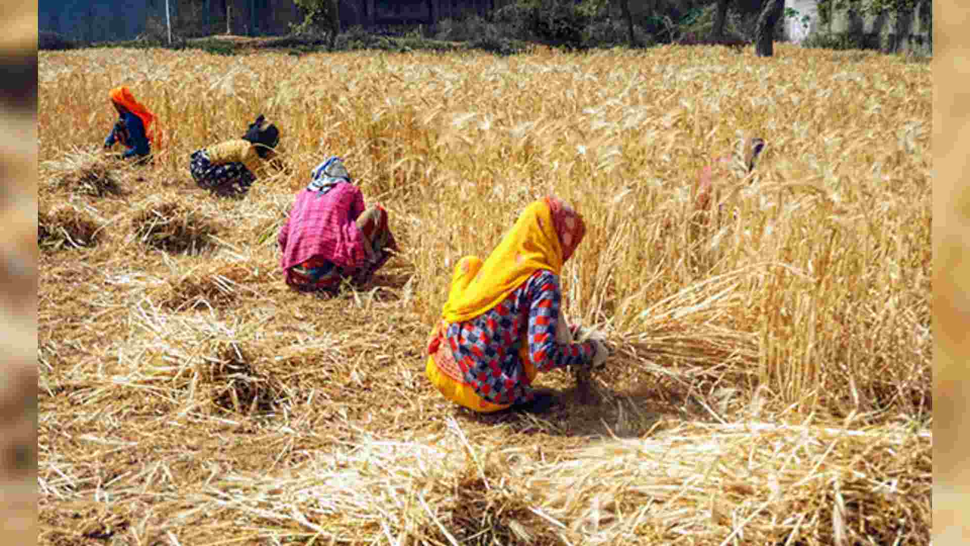 Even as Rahul promises MSP for all crops, Congress note of 2010 ...
