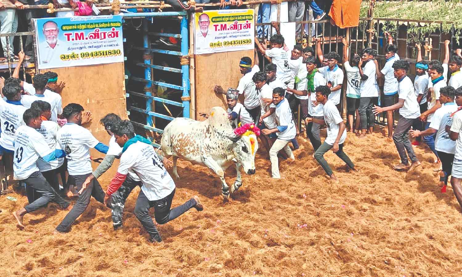24 bull tamers injured; four seriously hurt