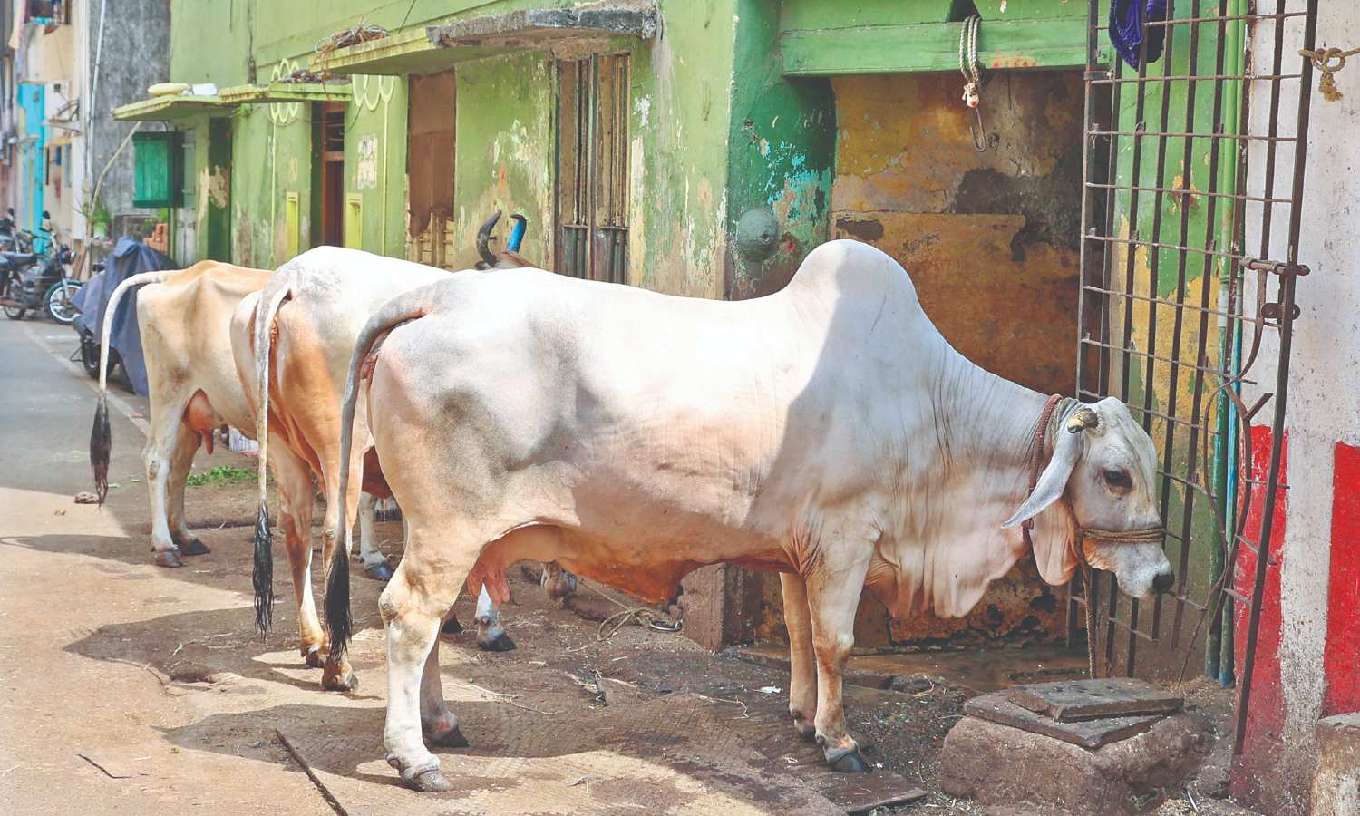 Chennai: Unknown gang steal 28 cows over 4 days, search on