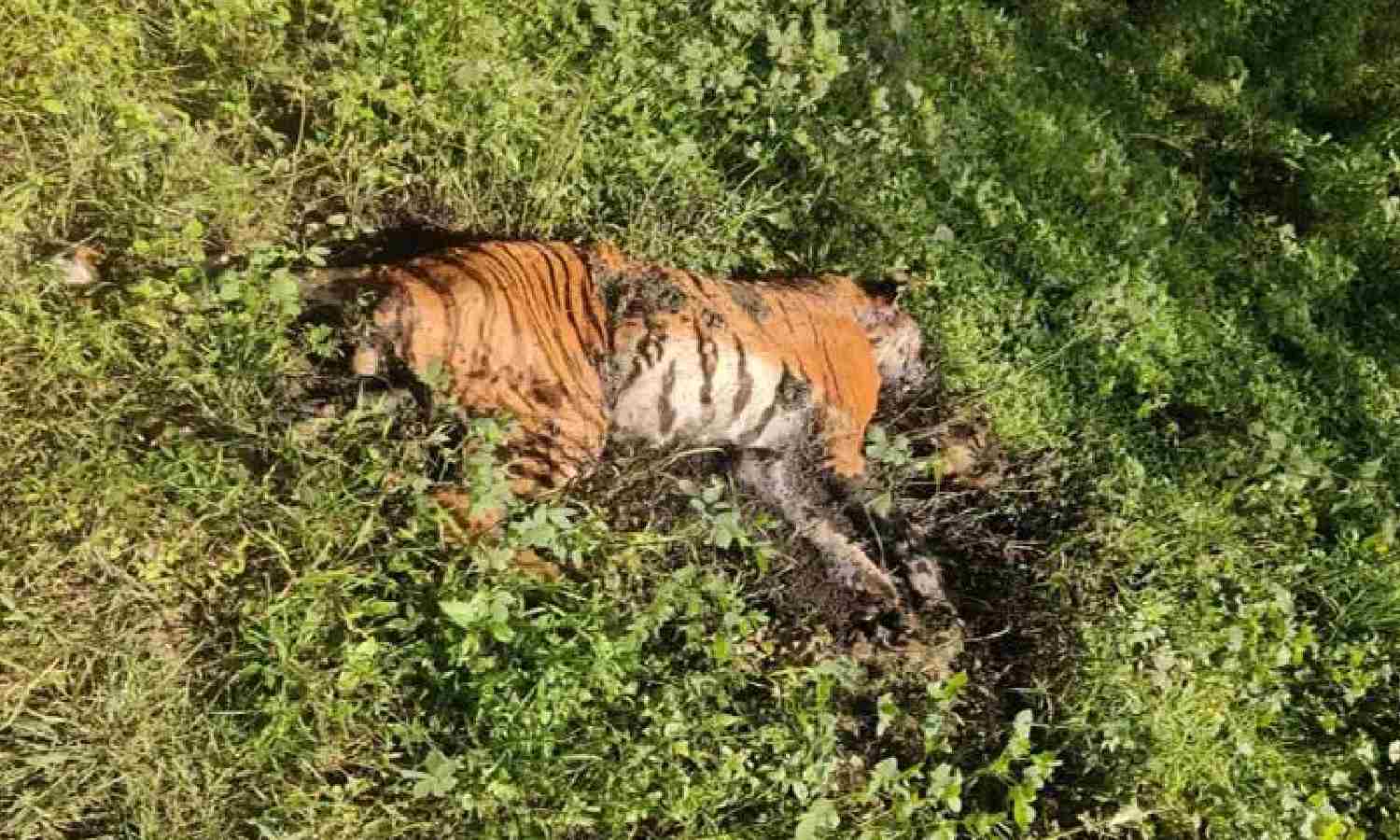 Tiger found dead in Kulasekaram range of Kanniyakumari Wildlife Division