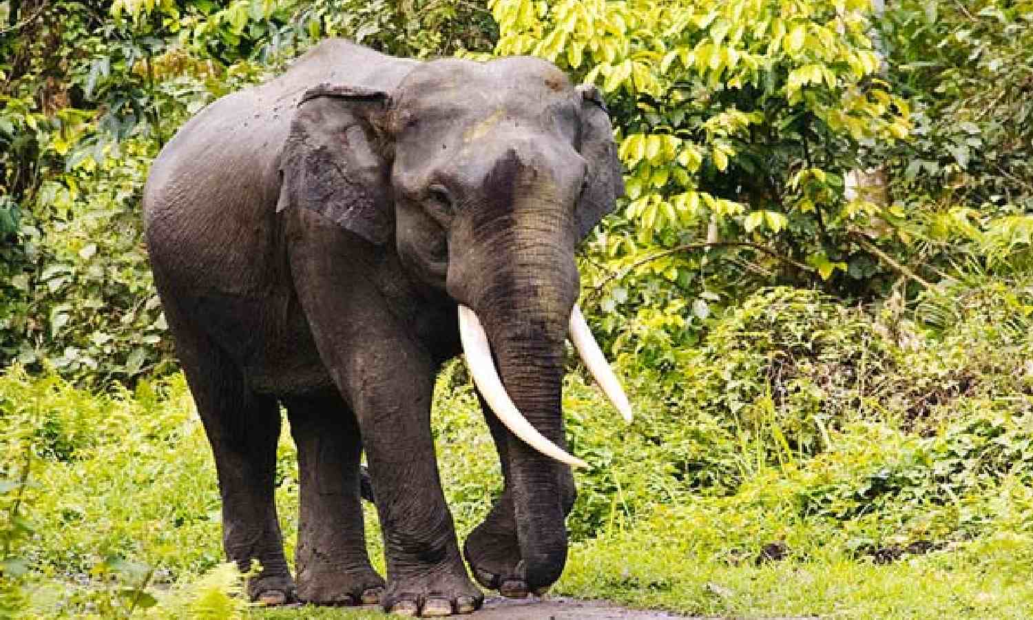 Forest dept releases draft elephant corridor plan for Tamil Nadu