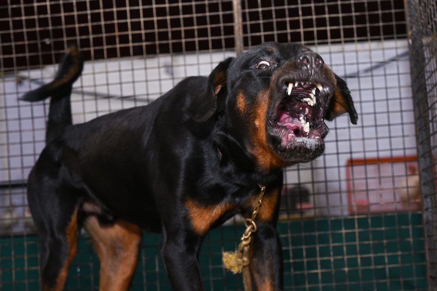 Rottweiler attack: TN Animal Husbandry dept withdraws ban on 23 ...