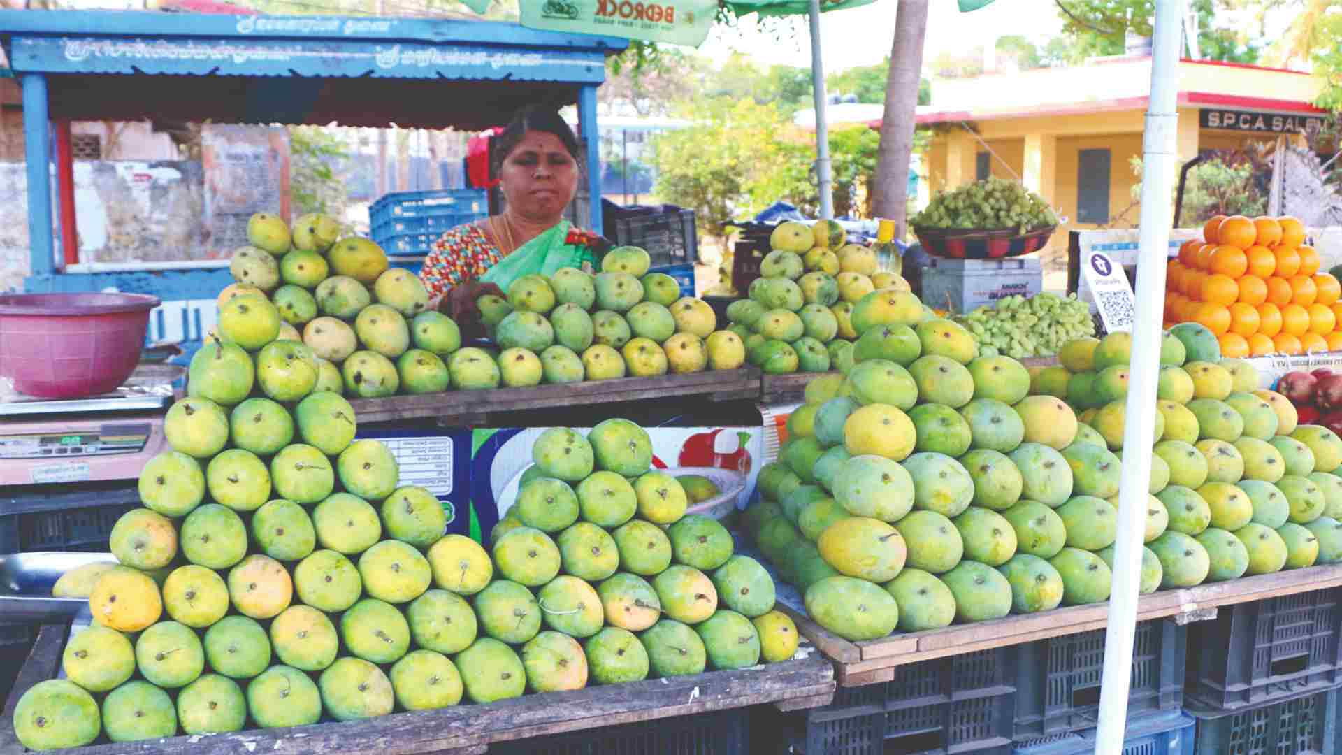 Unusual drop in yield makes mangoes pricey
