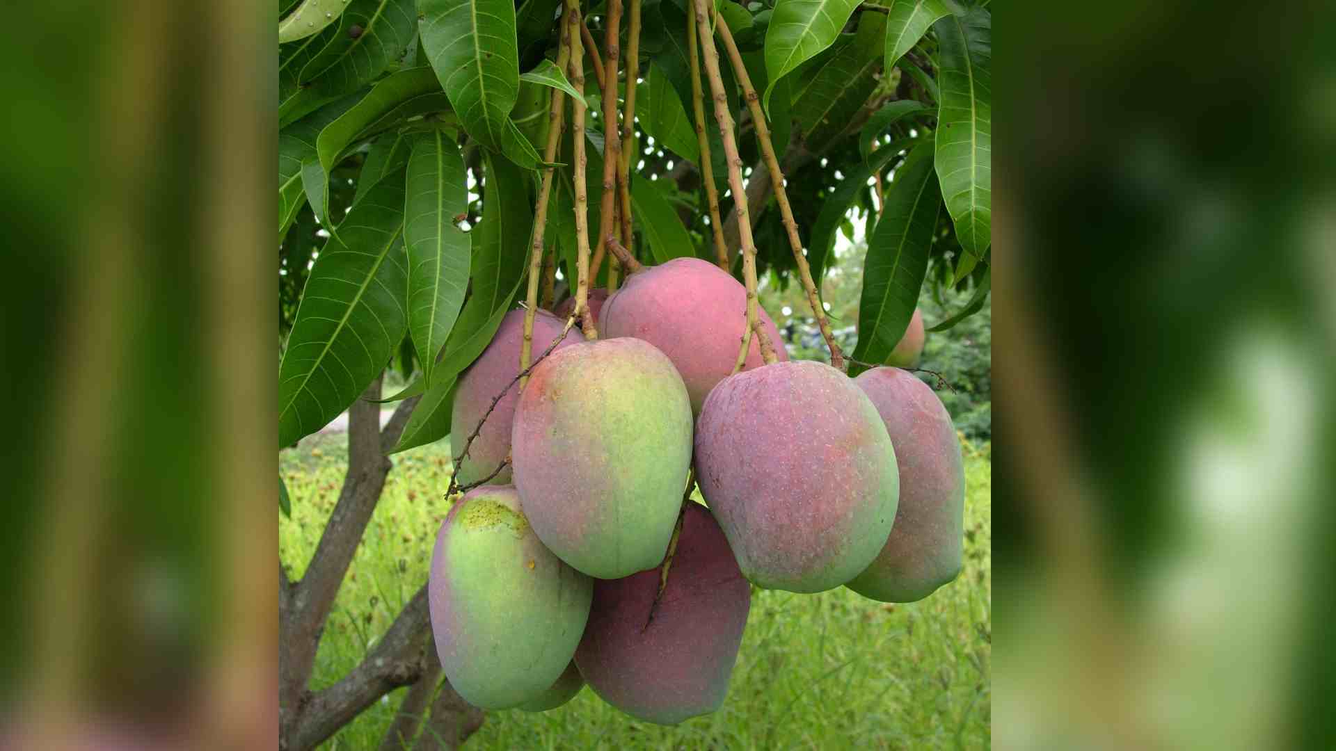 Lens on calcium carbide, mango traders use other ripening agents