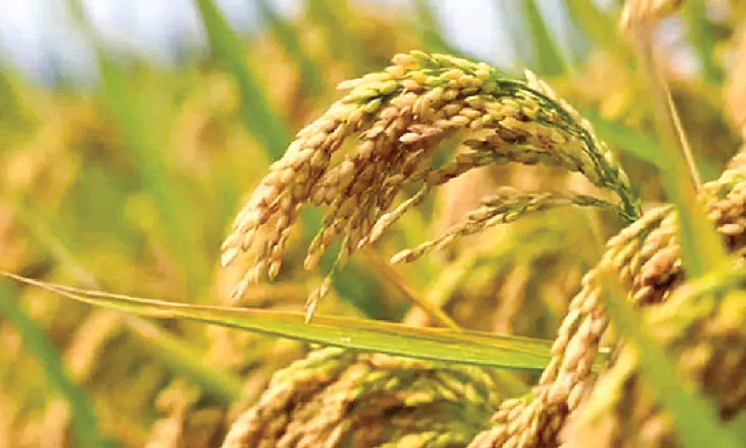 Tamil Nadu fixes MSP for paddy; procurement to begin September 1