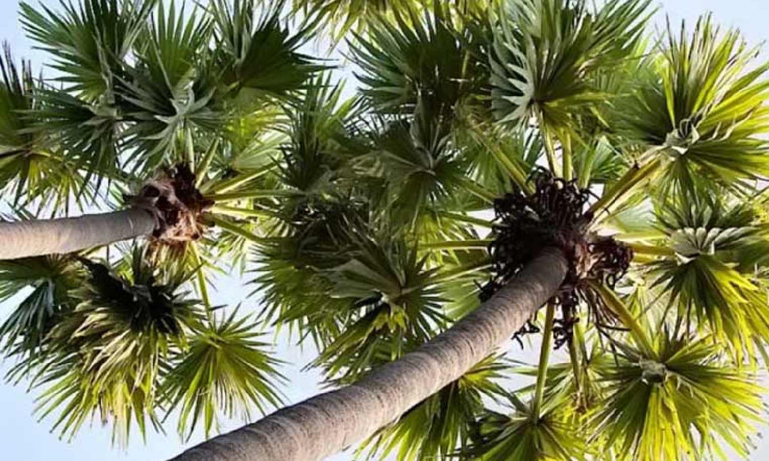 Allow sale of toddy to prevent deaths from drinking hooch, says ...