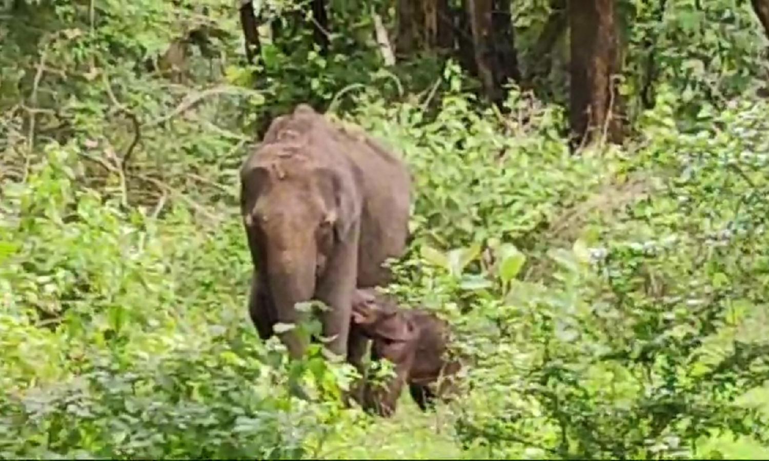 Elephant attack: Locals hold massive protest in Wayanad, call off ...