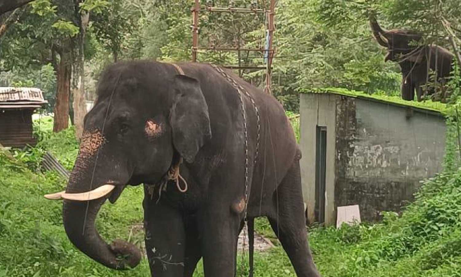 Farmer death: Kumki deployed to curb elephant intrusion in Pandalur