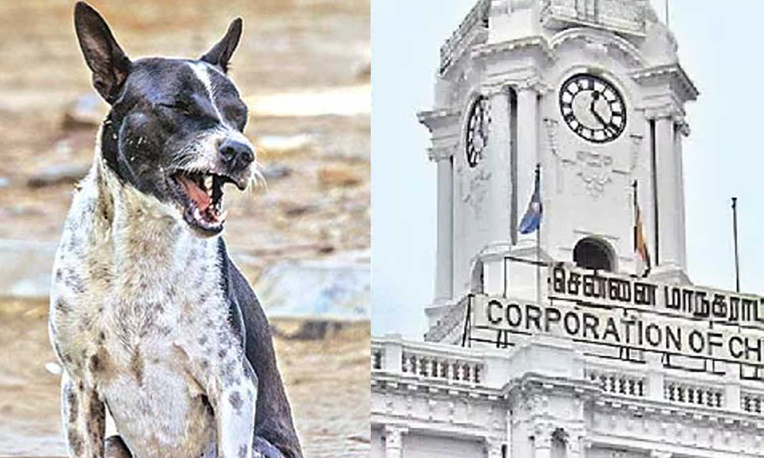 Chennai Corporation holds consultation meeting with residents on stray ...