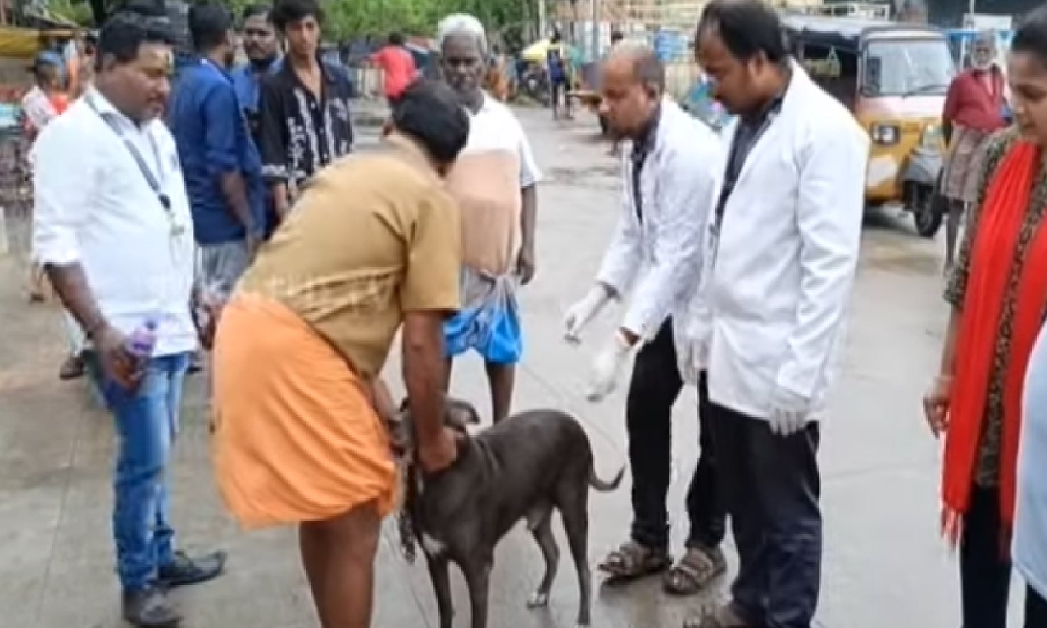 Over 100 stray Dogs in Tondiarpet receive free rabies vaccination