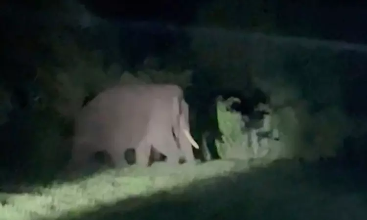 Youth dies in elephant attack in Coimbatore, five others injured