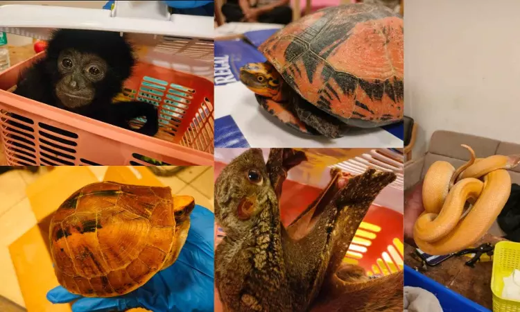 Customs dept arrests man at Chennai airport for smuggling exotic ...