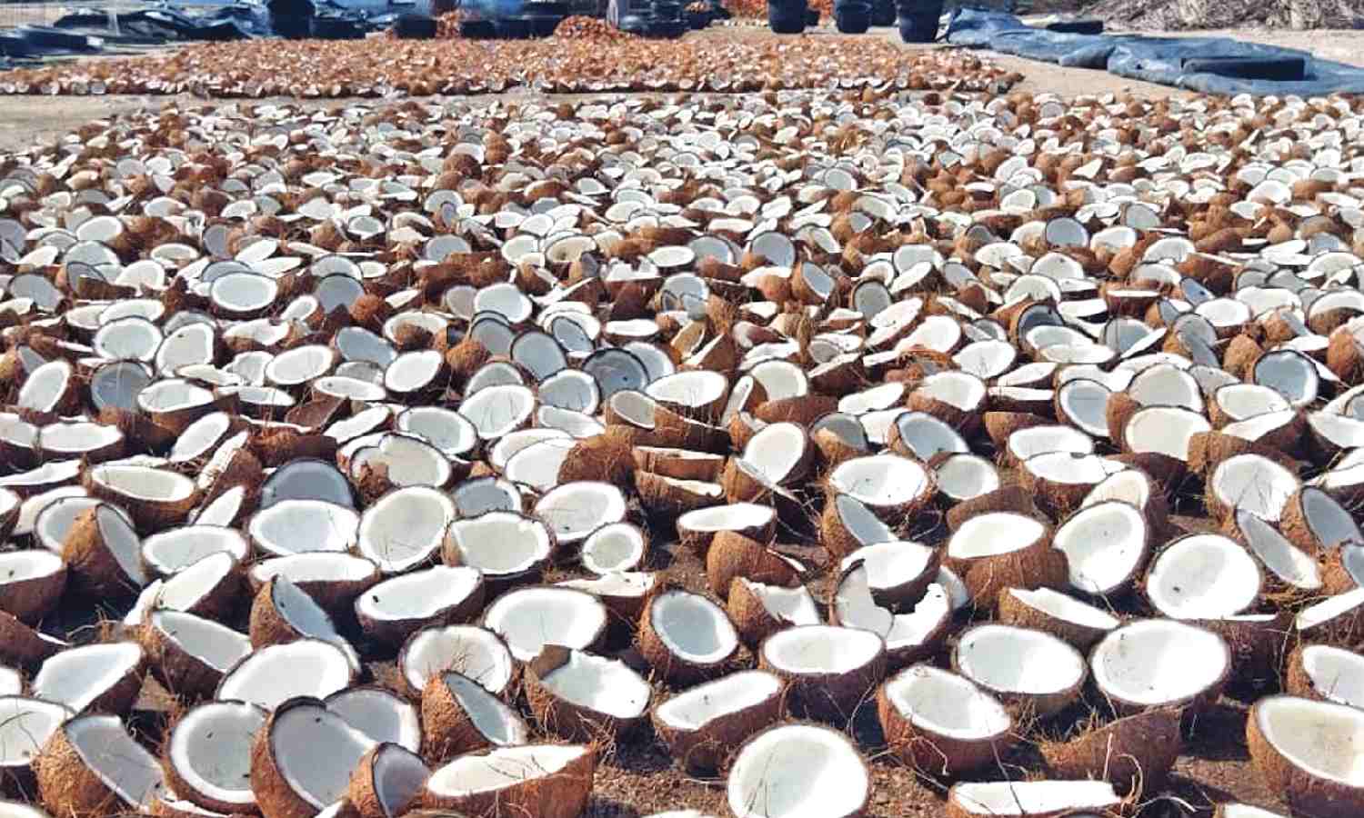 Dip in coconut yield impacts copra production in Tirupur