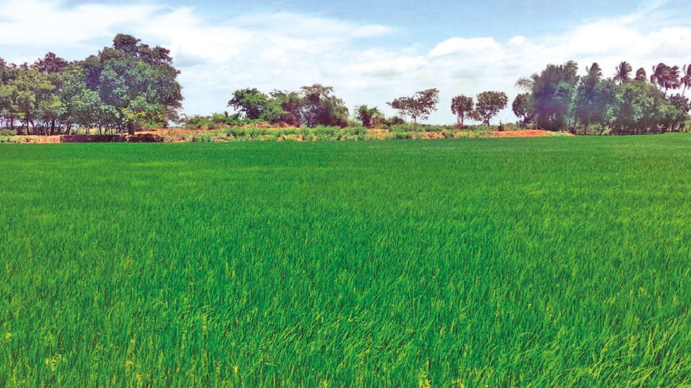 Delta braces for record kuruvai, samba harvest after 49 years