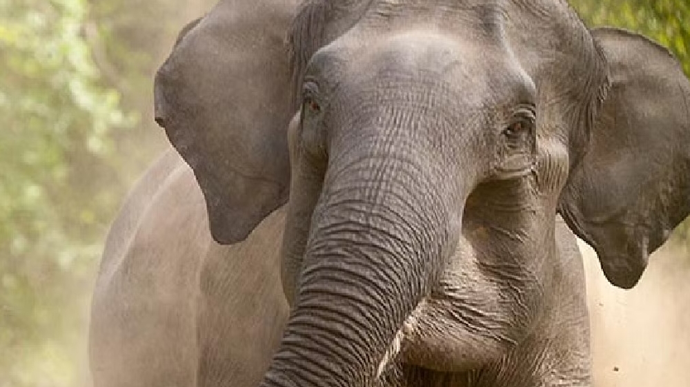 Decomposed carcass of female elephant found in Segur forest range