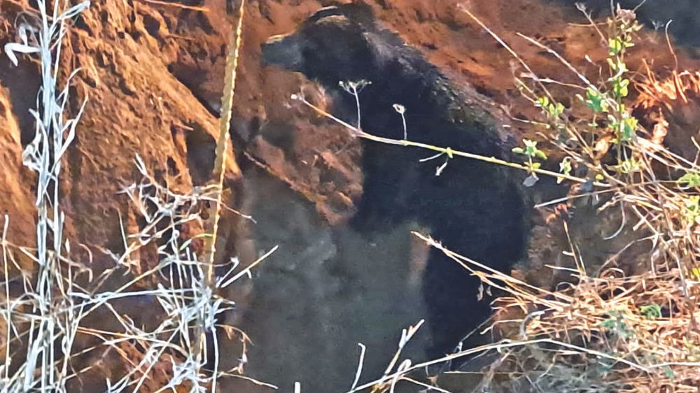 Two black bears rescued from farm well after 8-hour operation near Ambur