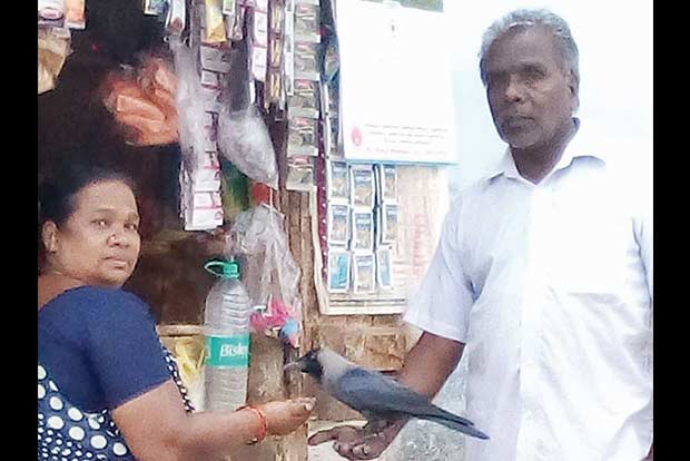 Couple shares unique ‘friendship’ with crows