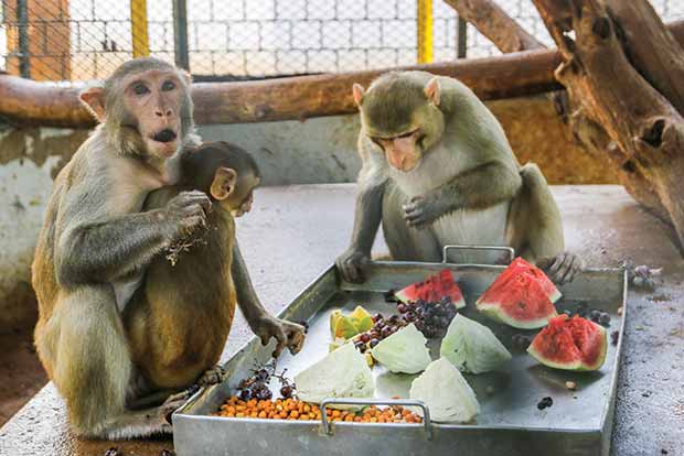 Vandalur Zoo offers virtual tour guides via app