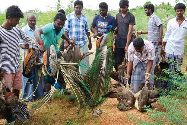 43 peacocks die after eating pest infested vegetation in Madurai