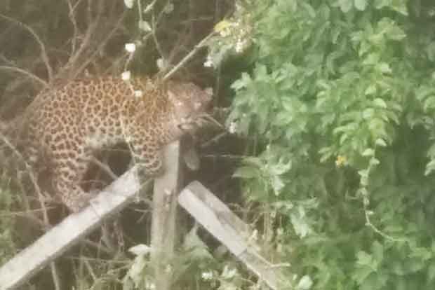 Leopard gets stuck in fence, frees itself after 2 hr struggle