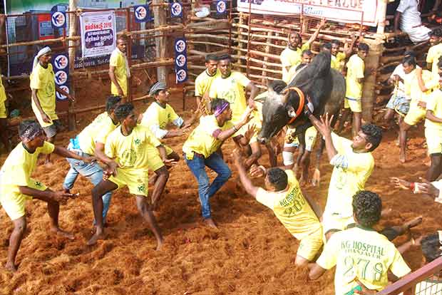 25 tamers injured, one bull dead in jallikattu at Tiruchy, Thanjavur