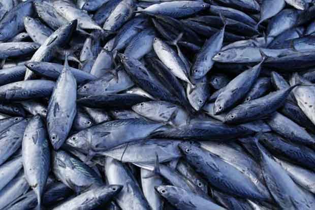 10 kg rotten fish destroyed in raid at Dindigul market