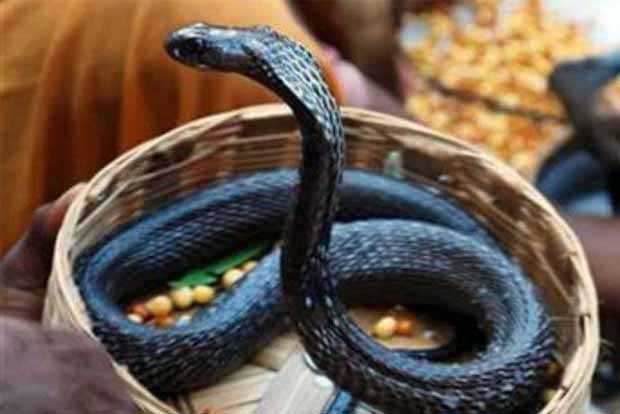 Panic as snake found in Pondy airport