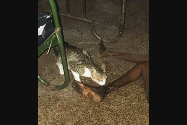 Cat gnaws at corpse in Kovai hospital, dean blames patients