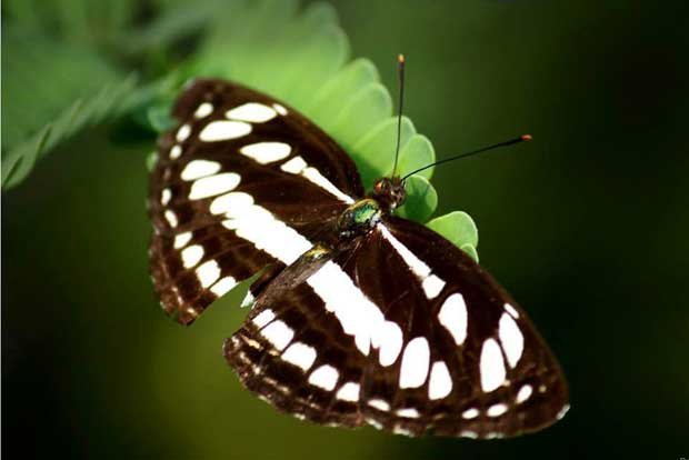 180 butterfly species recorded in Arunachal district