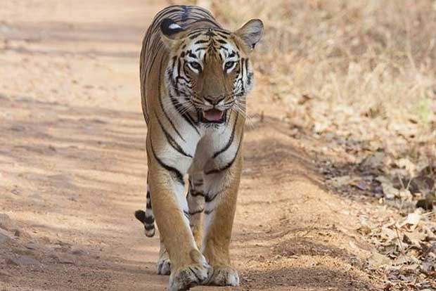 Tiger census begins with new app