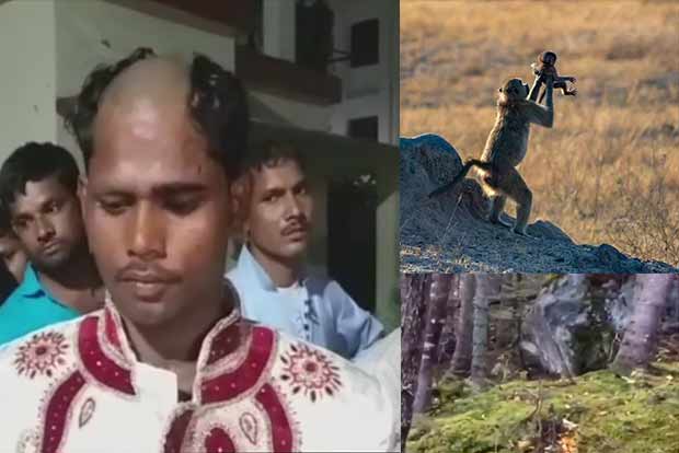 Trending in TN: Groom tonsured for demanding dowry and Israeli shutterbug captures iconic Simba ...