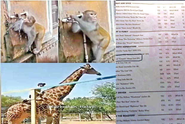 Trending in TN: Thirsty monkey closes tap after use, Australia ...